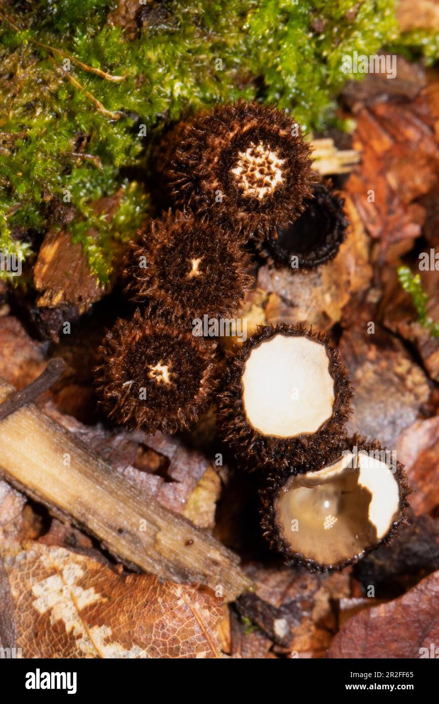 Striped dearling five bowl-shaped dark brown closed fruiting bodies on ...