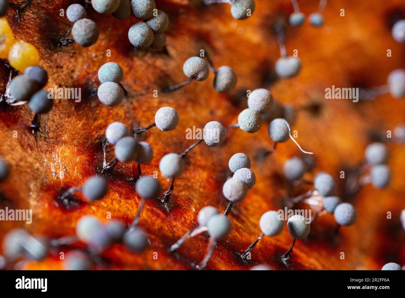 Thread fruiting slime mould several fruiting bodies next to each other ...