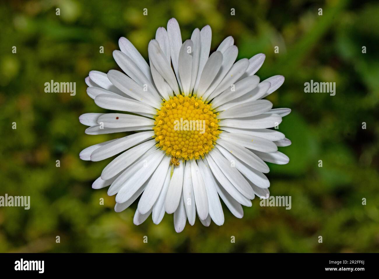 Daisy white-yellow open flower Stock Photo - Alamy