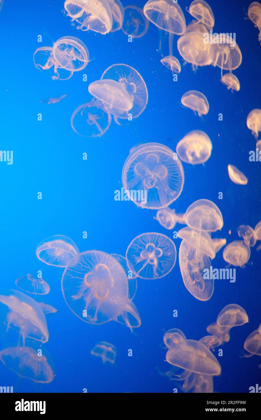 Baby jellyfish at the Monterey Bay Aquarium in Monterey, California ...