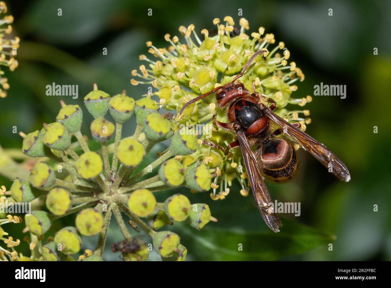 Hornet sitting on ivy flower sucking from behind Stock Photo - Alamy