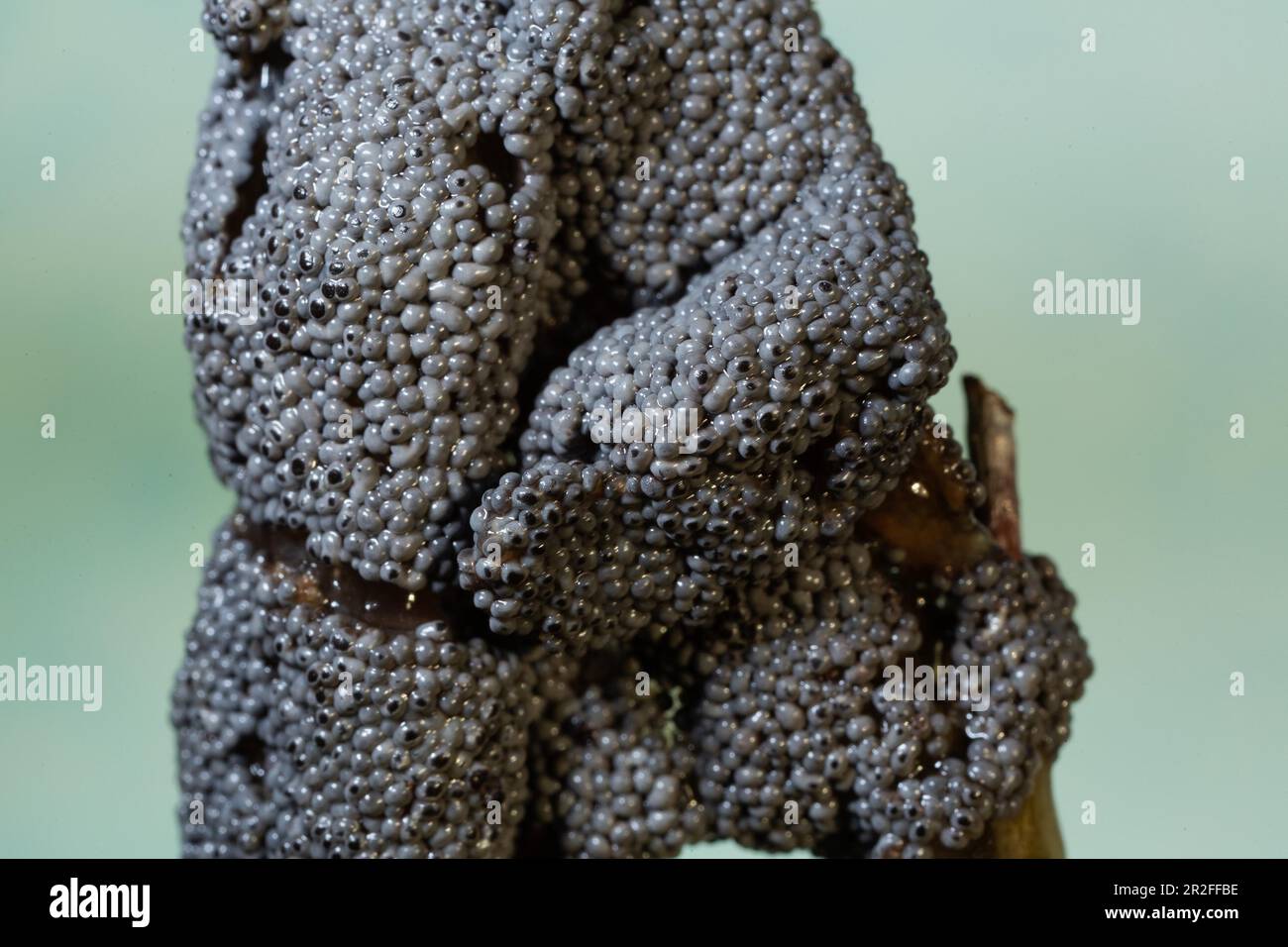 Grey grass slime mould Fruiting bodies grey-blue pin-sized heads on ...