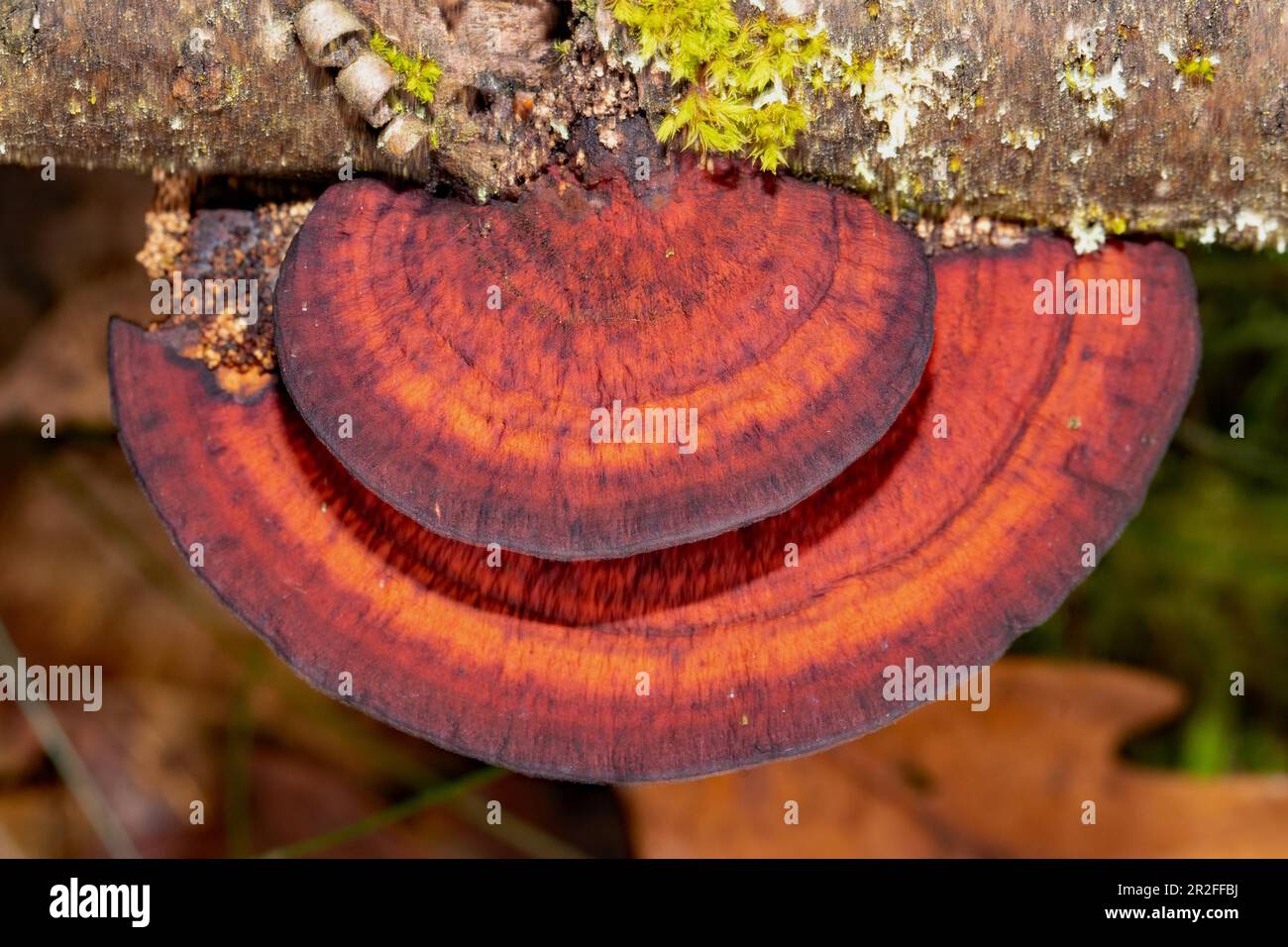Red-edged tree sponge two red-black fruiting bodies on top of each ...