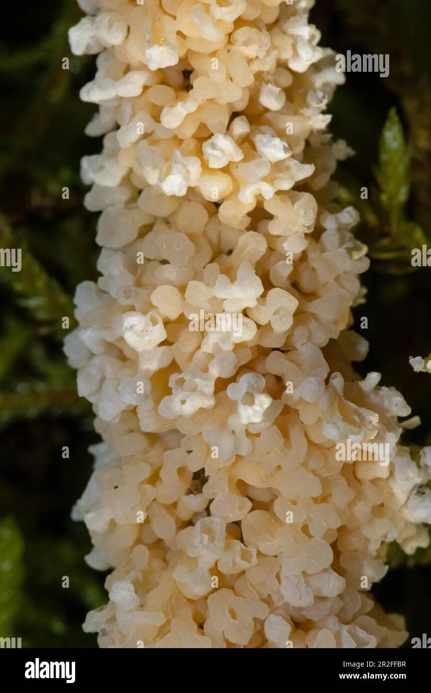 Foam slime mould creamy yellow crusty fruiting body on stalk in front ...