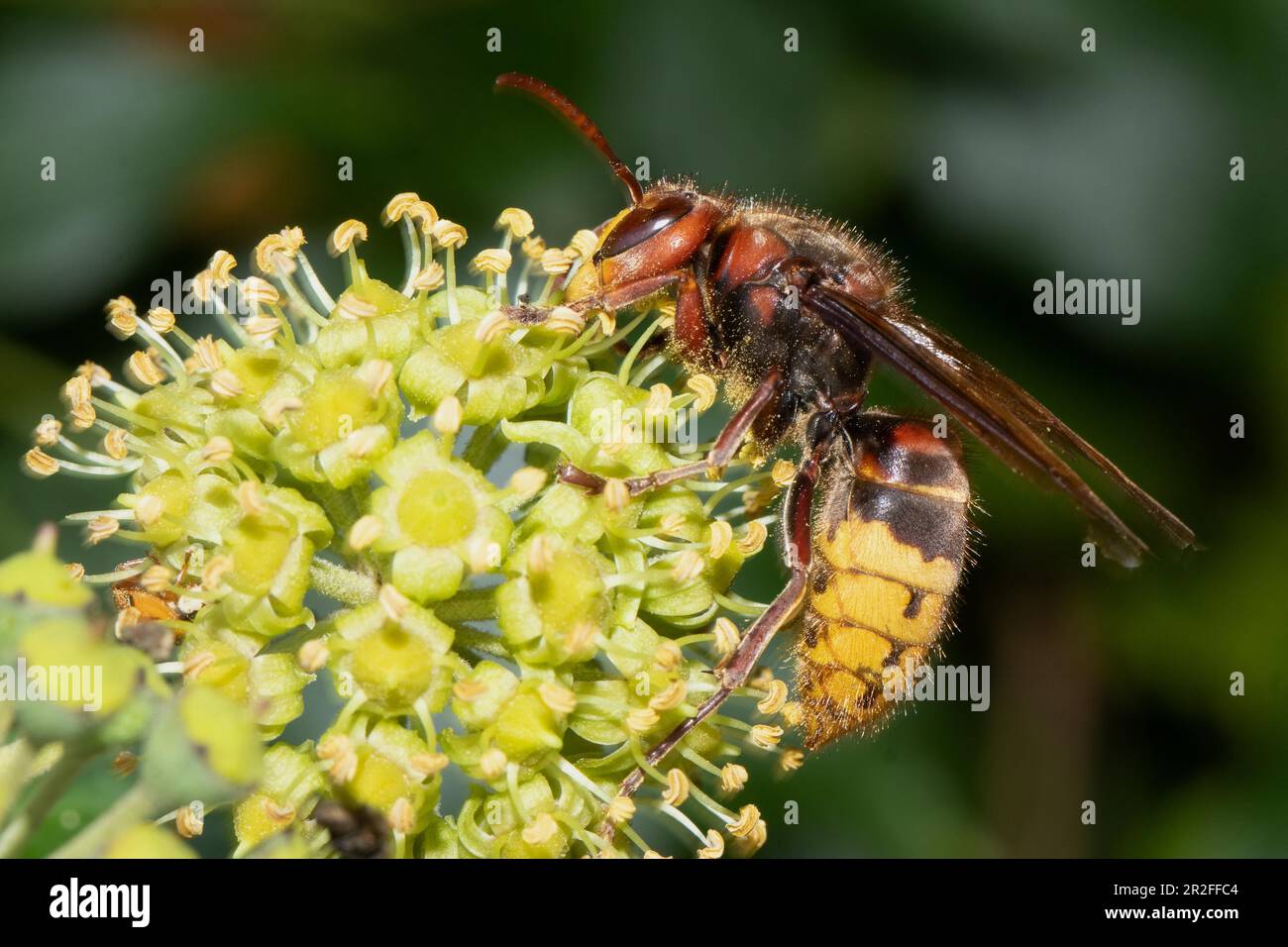 Insect sighting hi-res stock photography and images - Alamy