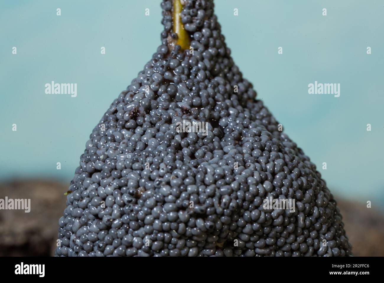 Grey grass slime mould Fruiting bodies grey-blue pin-sized heads on ...