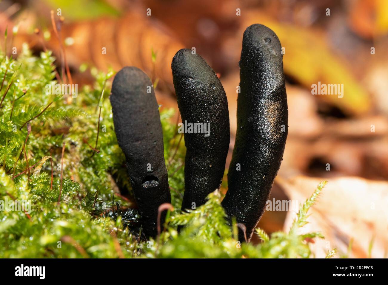 Long-stemmed wood club three club-shaped blackish fruiting bodies next ...