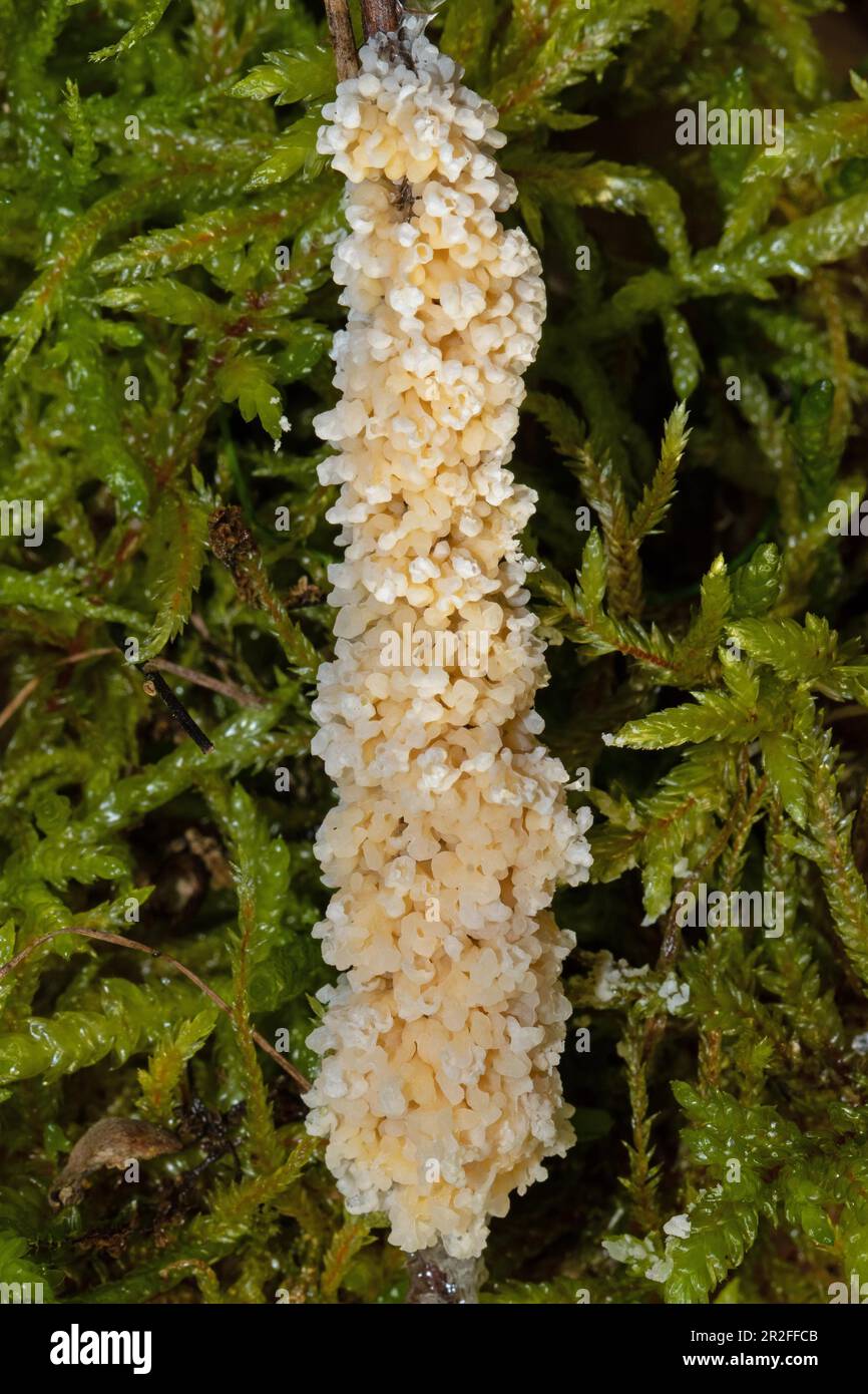 Foam slime mould creamy yellow crusty fruiting body on stalk in front ...