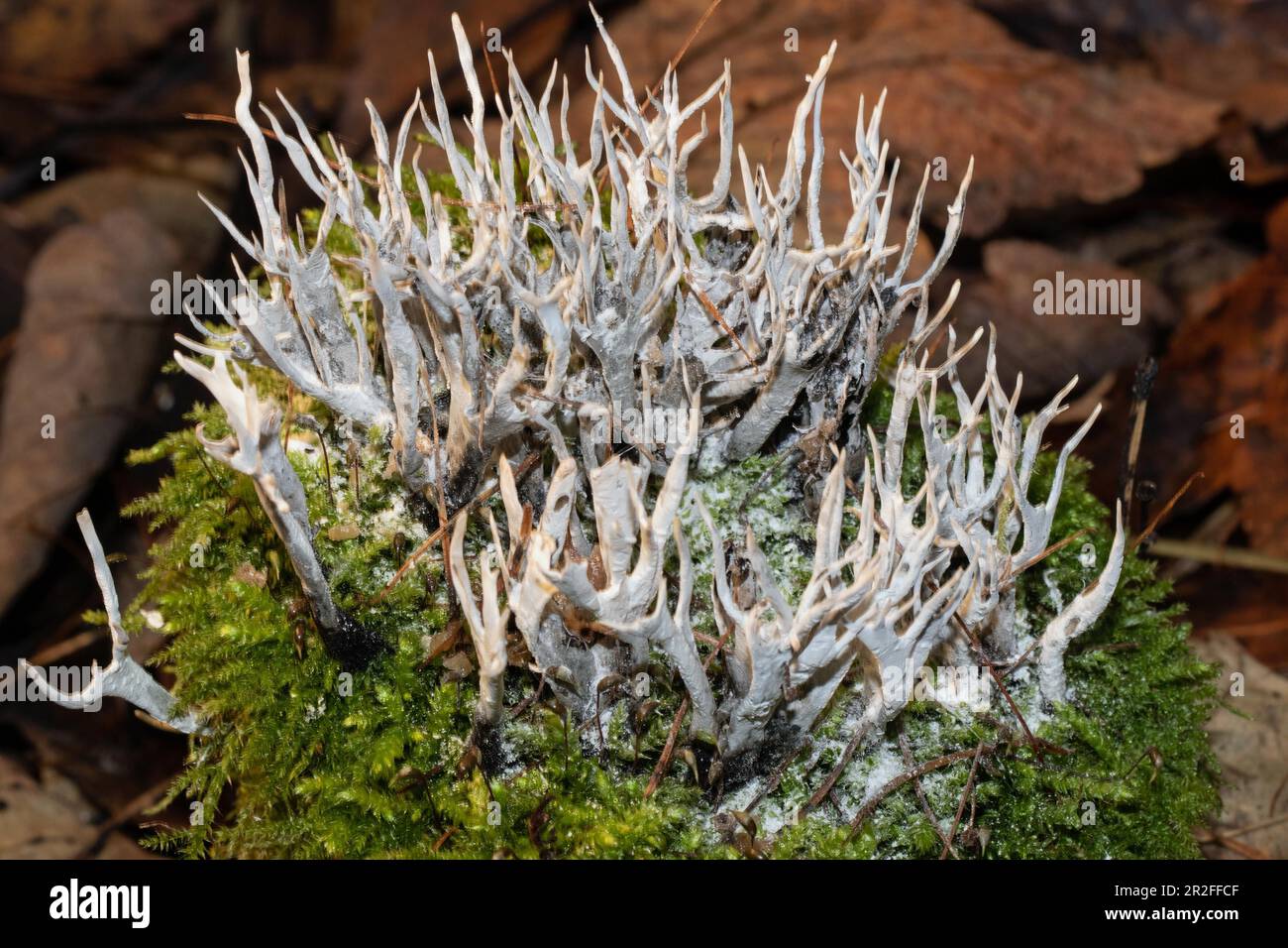 Antler-shaped wooden club antler-shaped grey fruiting body on tree ...