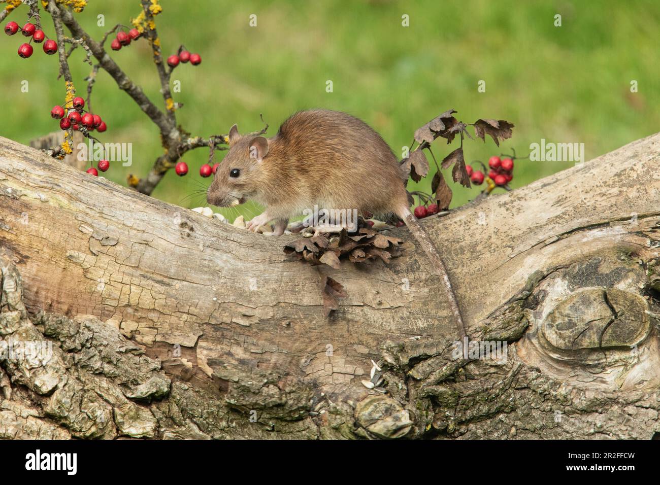 Norway rat with food in mouth standing on tree trunk with red berries ...