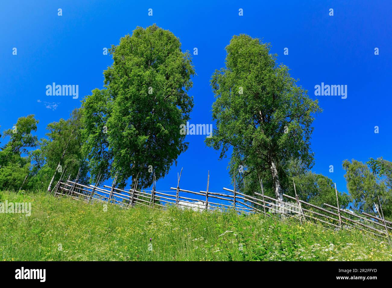 Birch trees and meadows behind a typical Swedish picket fence, Ramsele ...