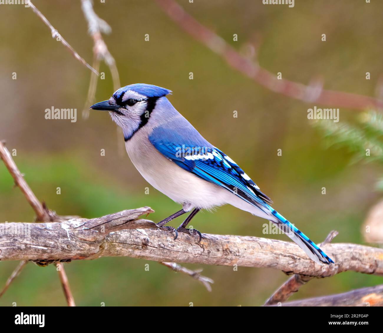 Blue Jay close-up side view perched on a tree branch with a forest blur background in its ...