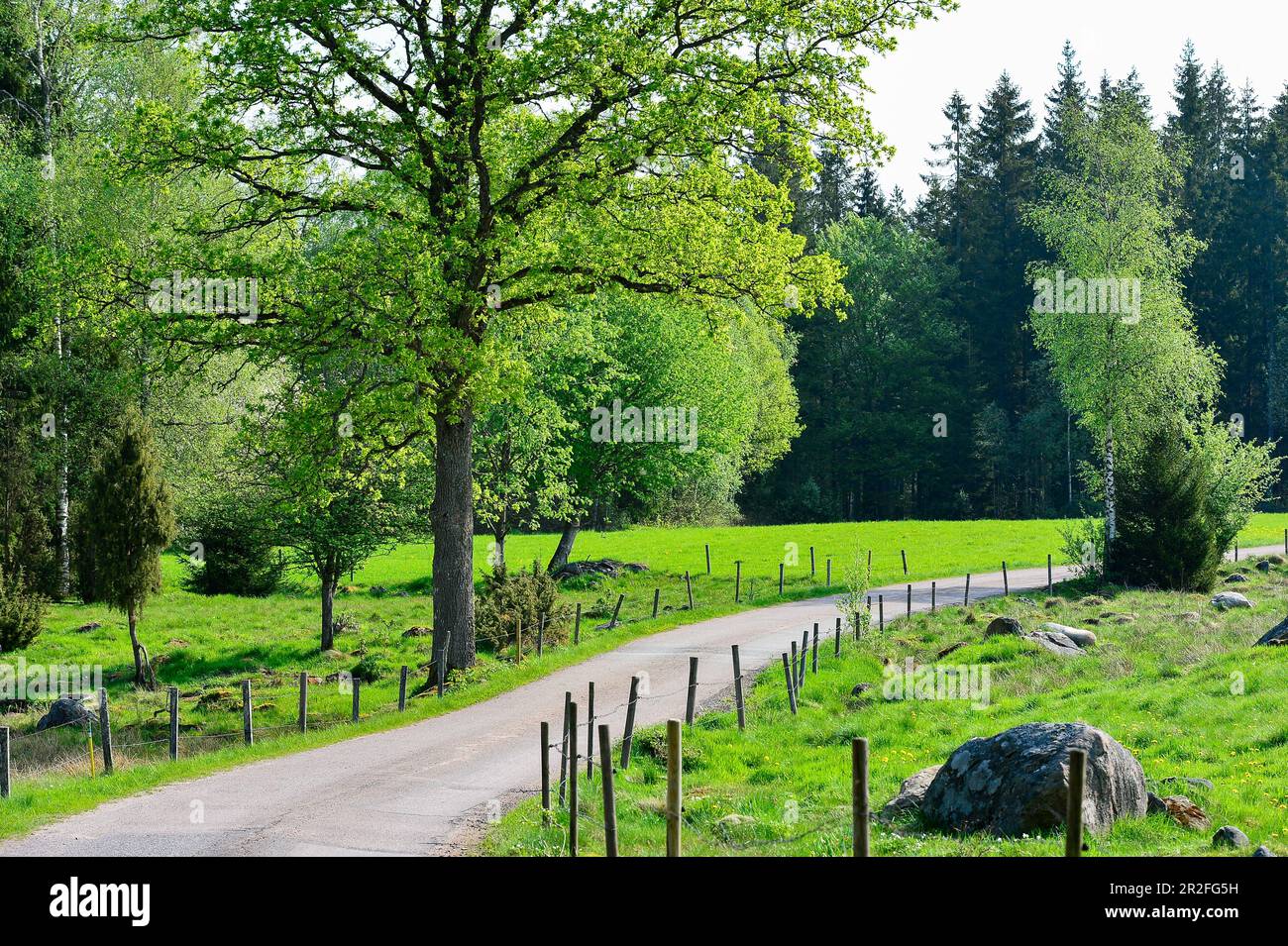 Countryside road through woods near hi-res stock photography and images ...