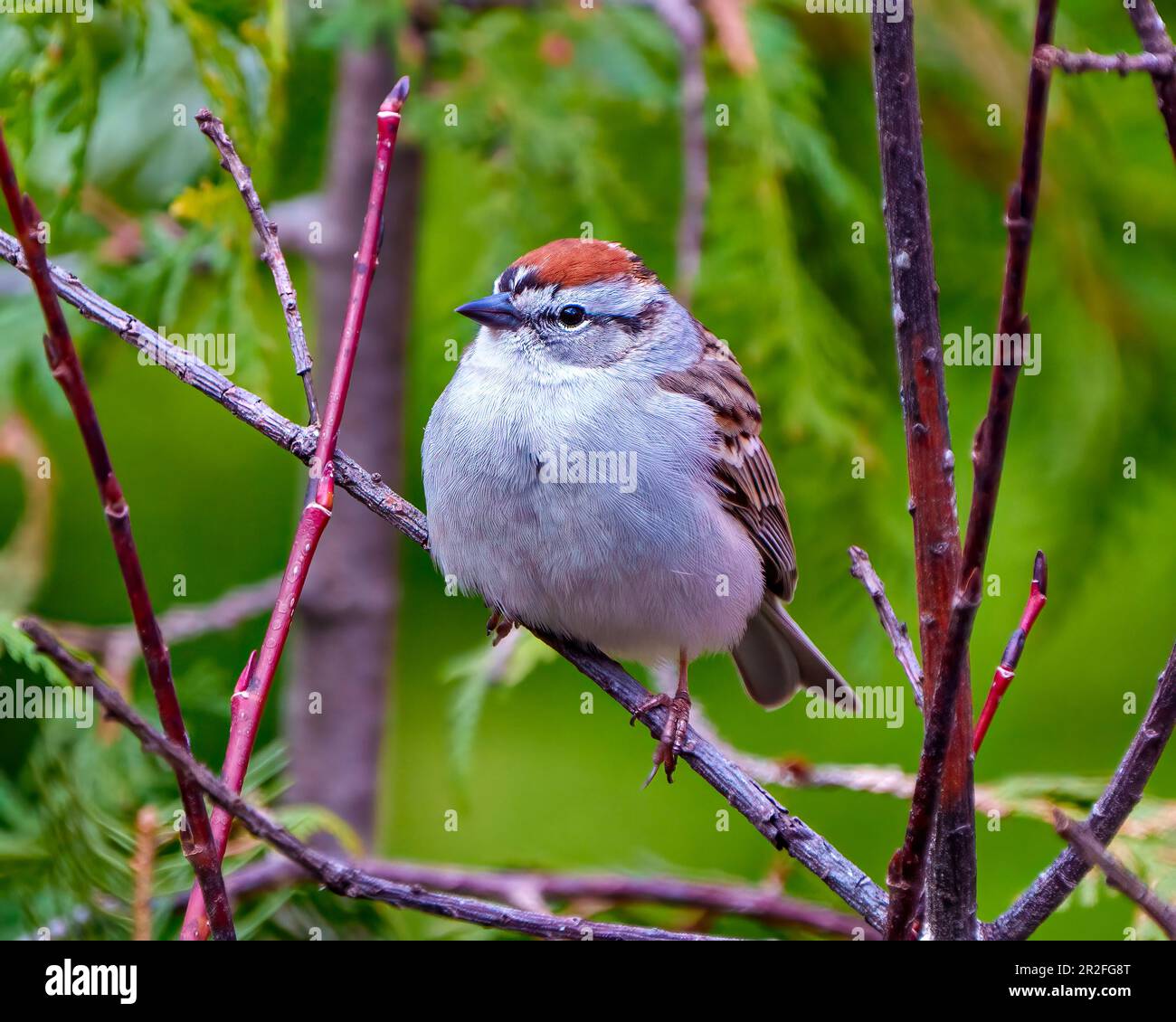 Chipping Sparrow perched on a twig with green forest blur background in ...