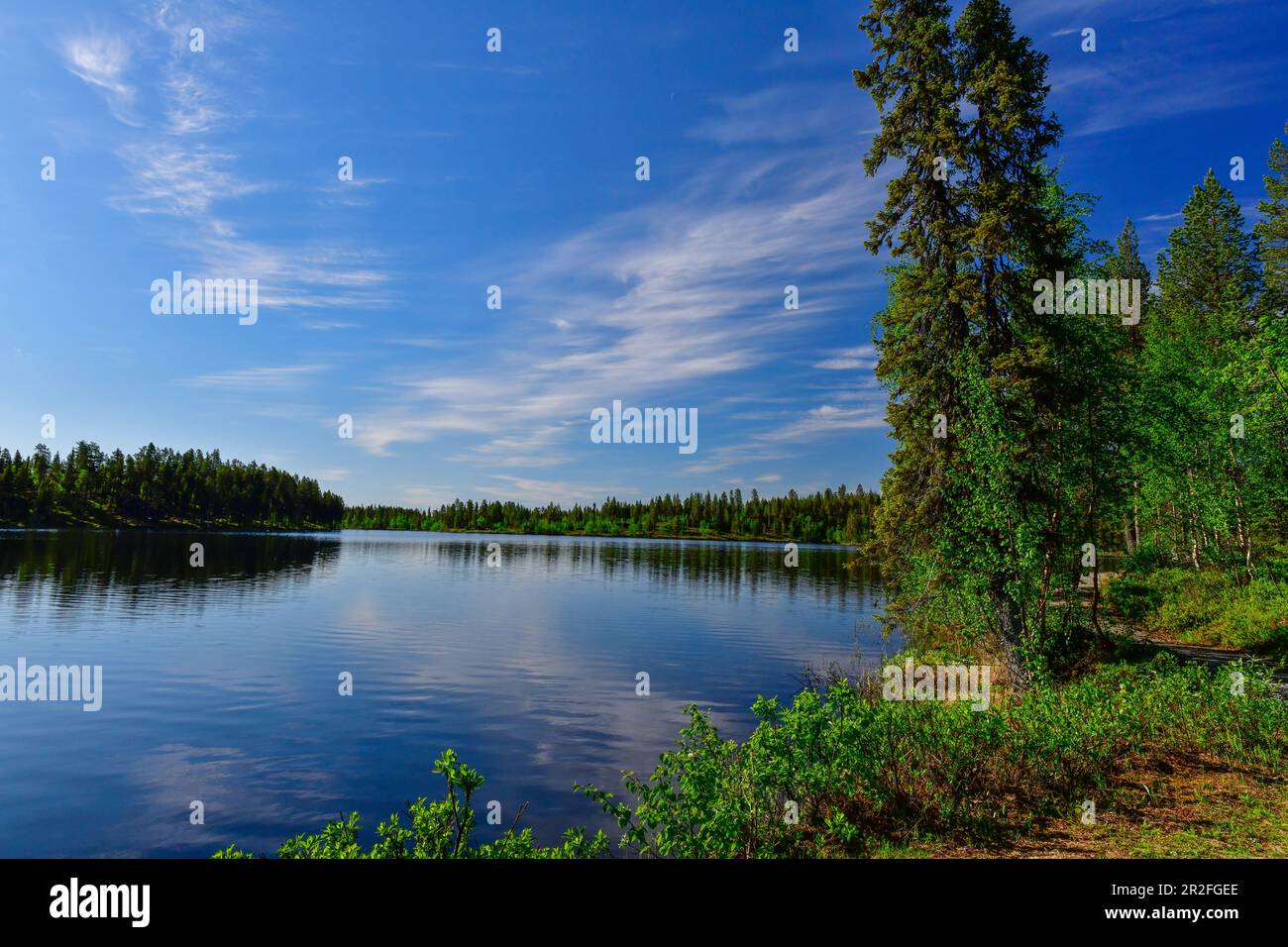 A forest path leads around a lonely lake, Skaulo, Norrbottens Län ...