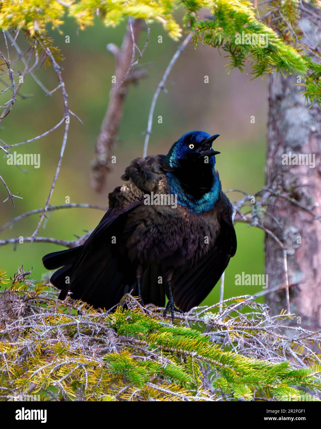 Common Grackle close-up front view perched on coniferous branches with ...