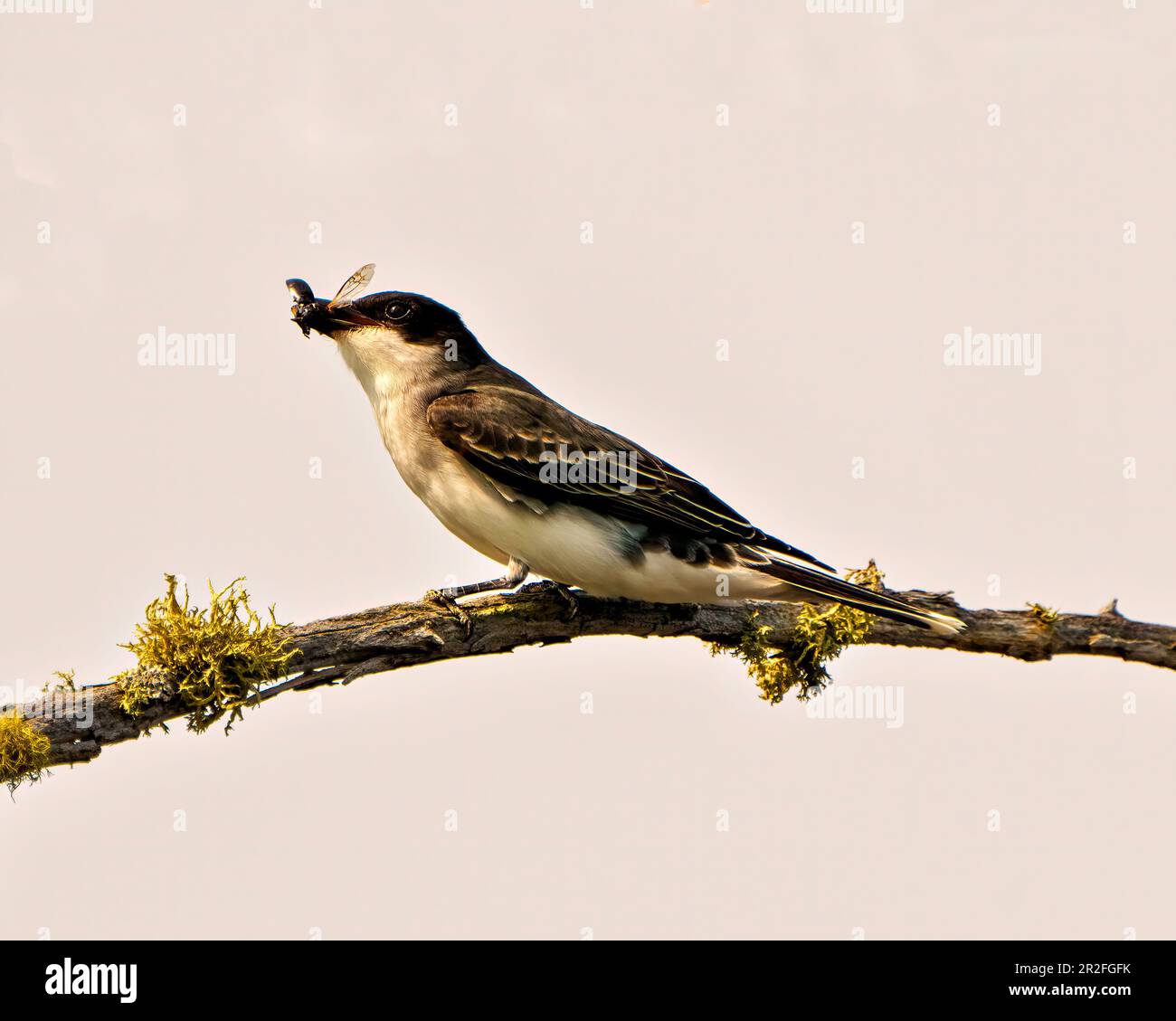 Eastern King bird close up side view perched on a branch with moss and ...