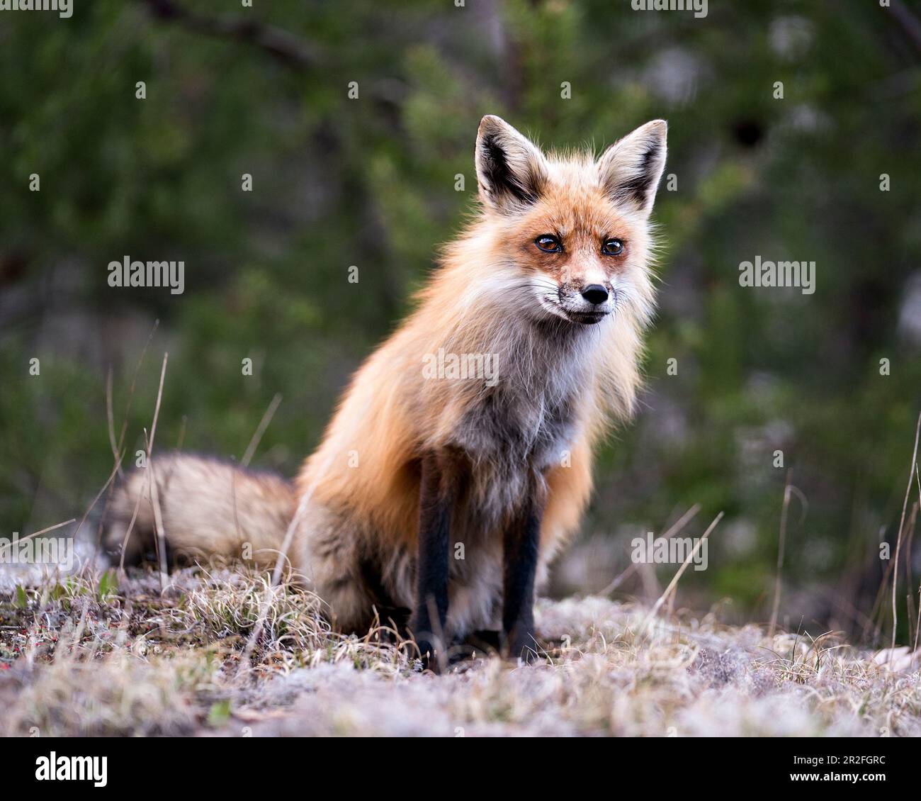 Red Fox close-up profile view sitting and looking at camera with a blur ...