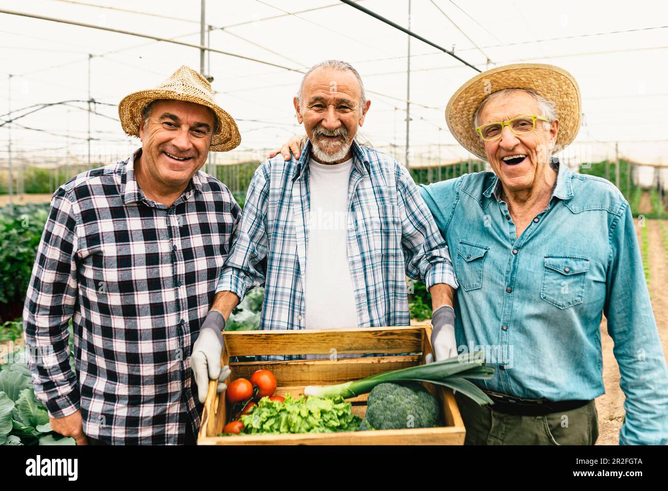 Multiracial senior farmers working inside agricultural greenhouse ...