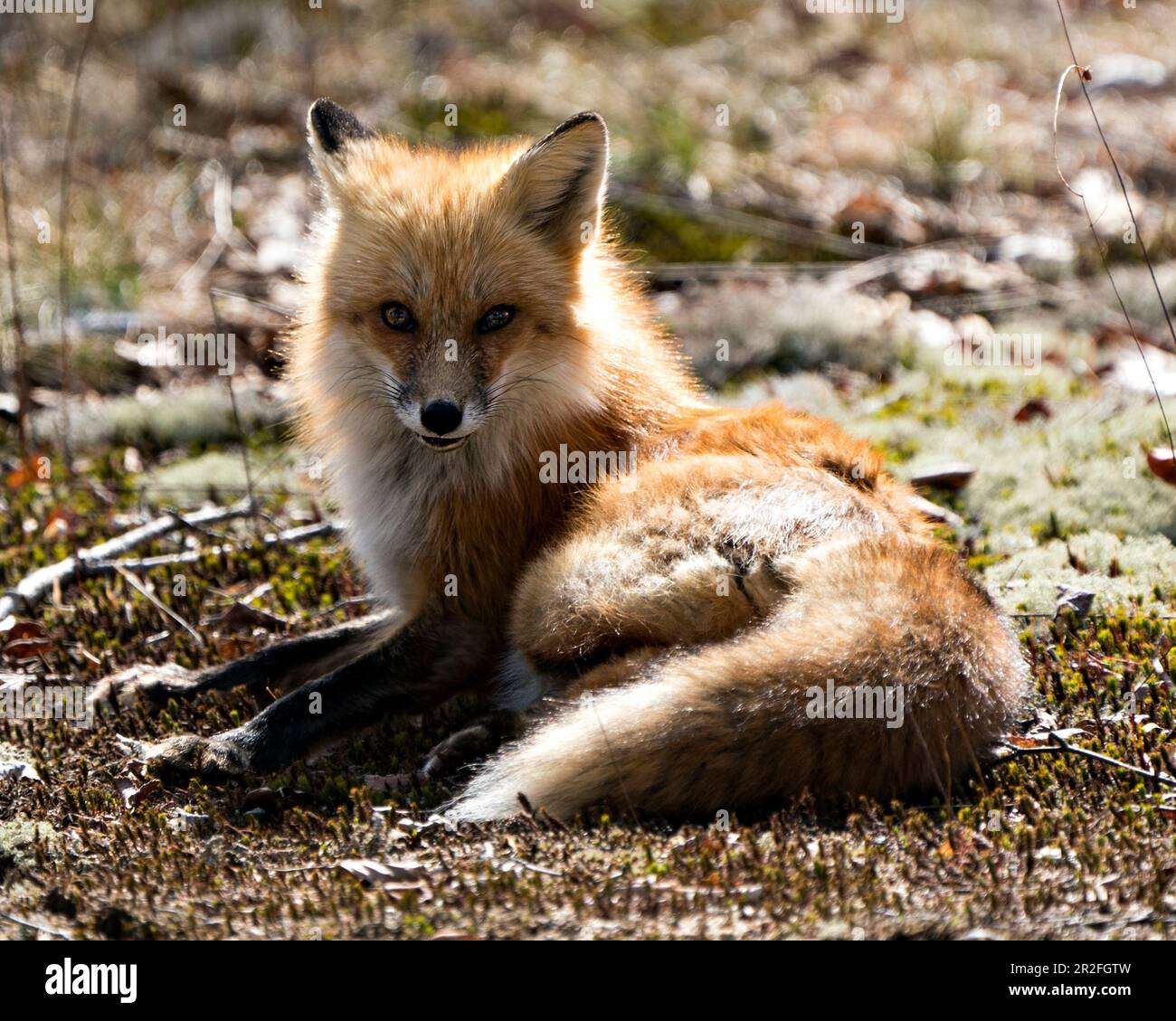 Red fox close-up resting in the spring season displaying fox tail, fur ...