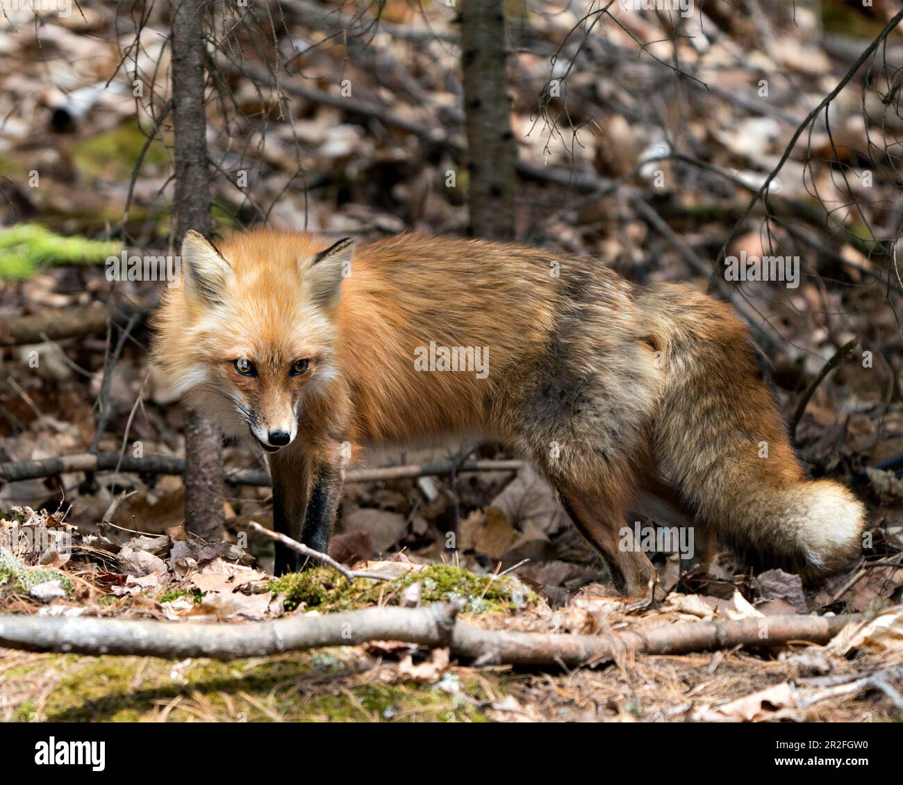 Red fox close-up profile side view in the spring season displaying fox ...