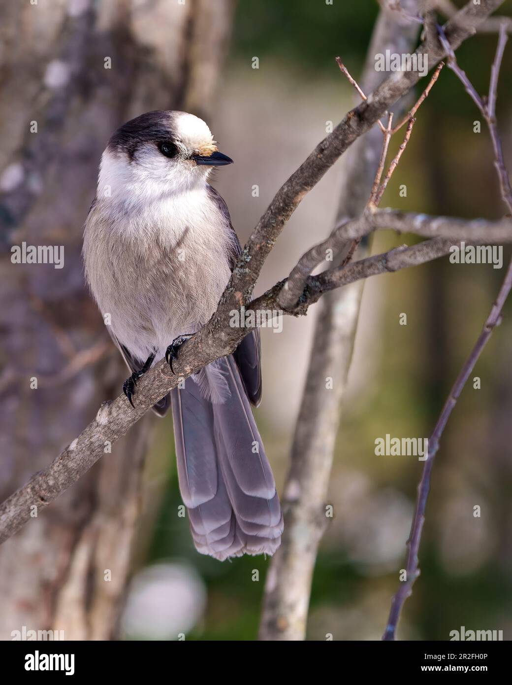 Grey jay displaying beauty hi-res stock photography and images - Alamy