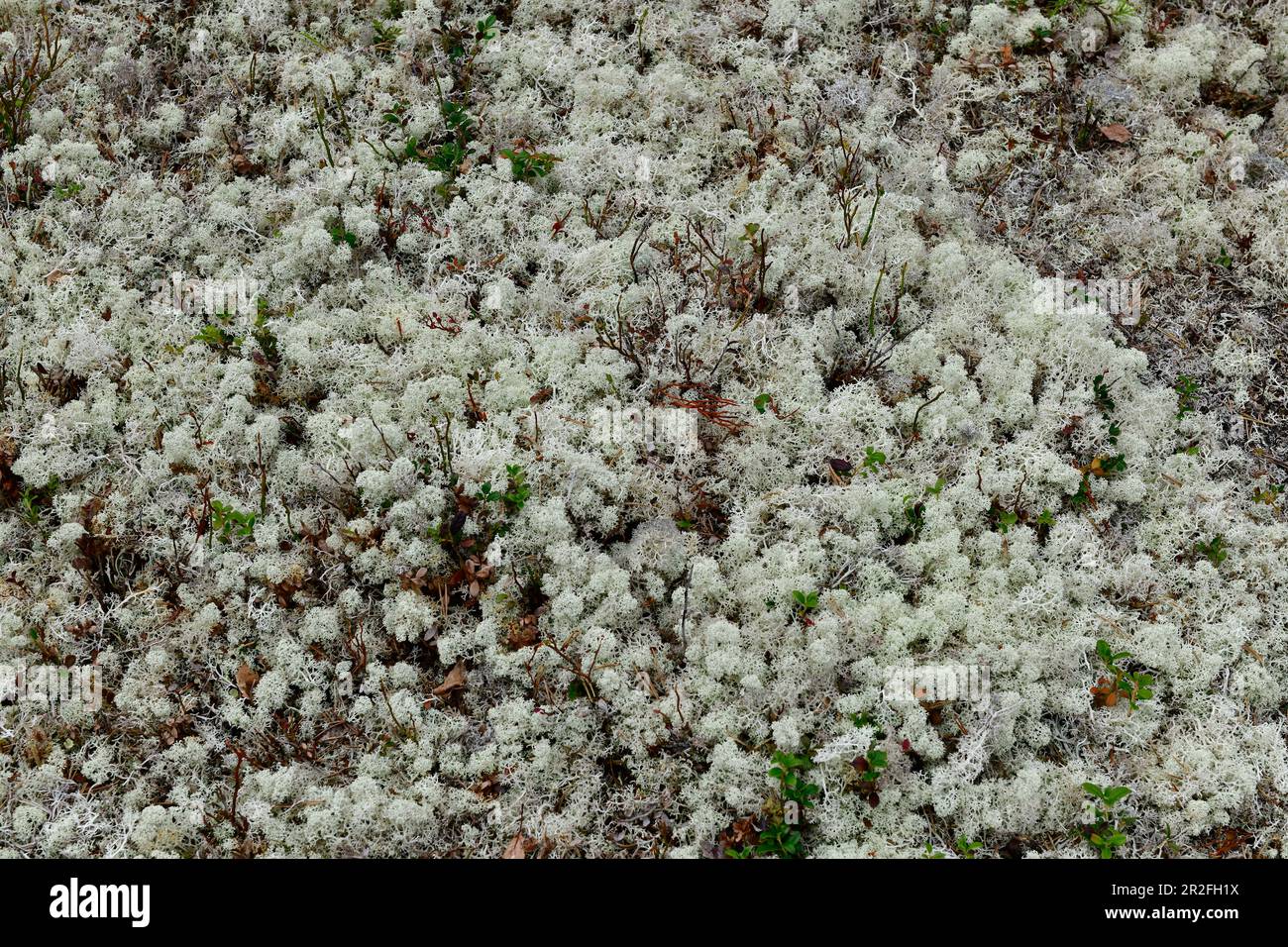 Moss sweden hi-res stock photography and images - Alamy