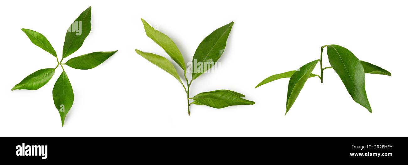 Mandarin leaf isolated on a white background. Green citrus leaf Stock ...