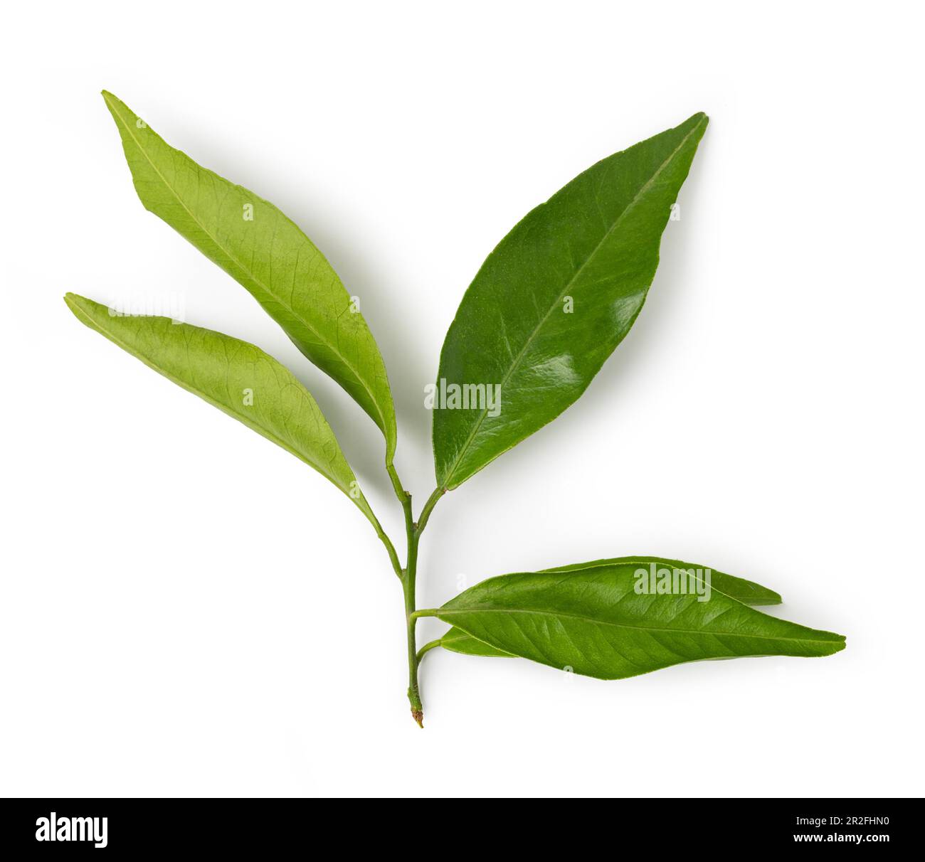 Mandarin leaf hi-res stock photography and images - Alamy