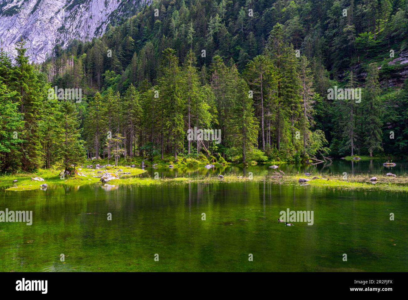 Idyllic location of the Gosaulacke, Middle Lake of the Gosauseen Stock ...