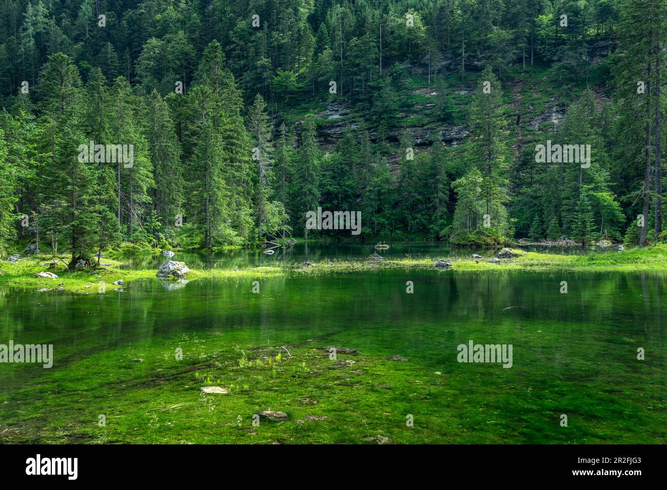 Idyllic location of the Gosaulacke, Middle Lake of the Gosauseen Stock ...