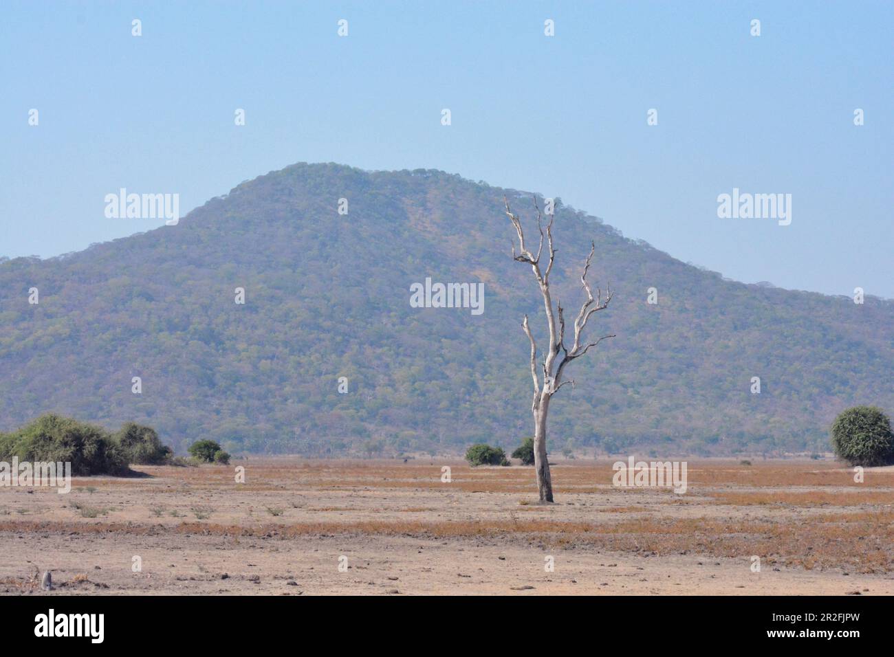 Malawi; Southern Region; Liwonde National Park; dead tree in the ...