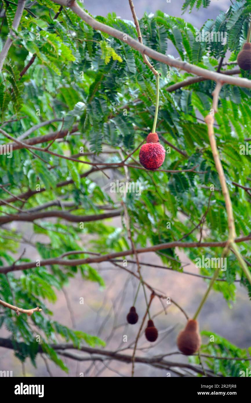 Mzuzu malawi hi-res stock photography and images - Alamy