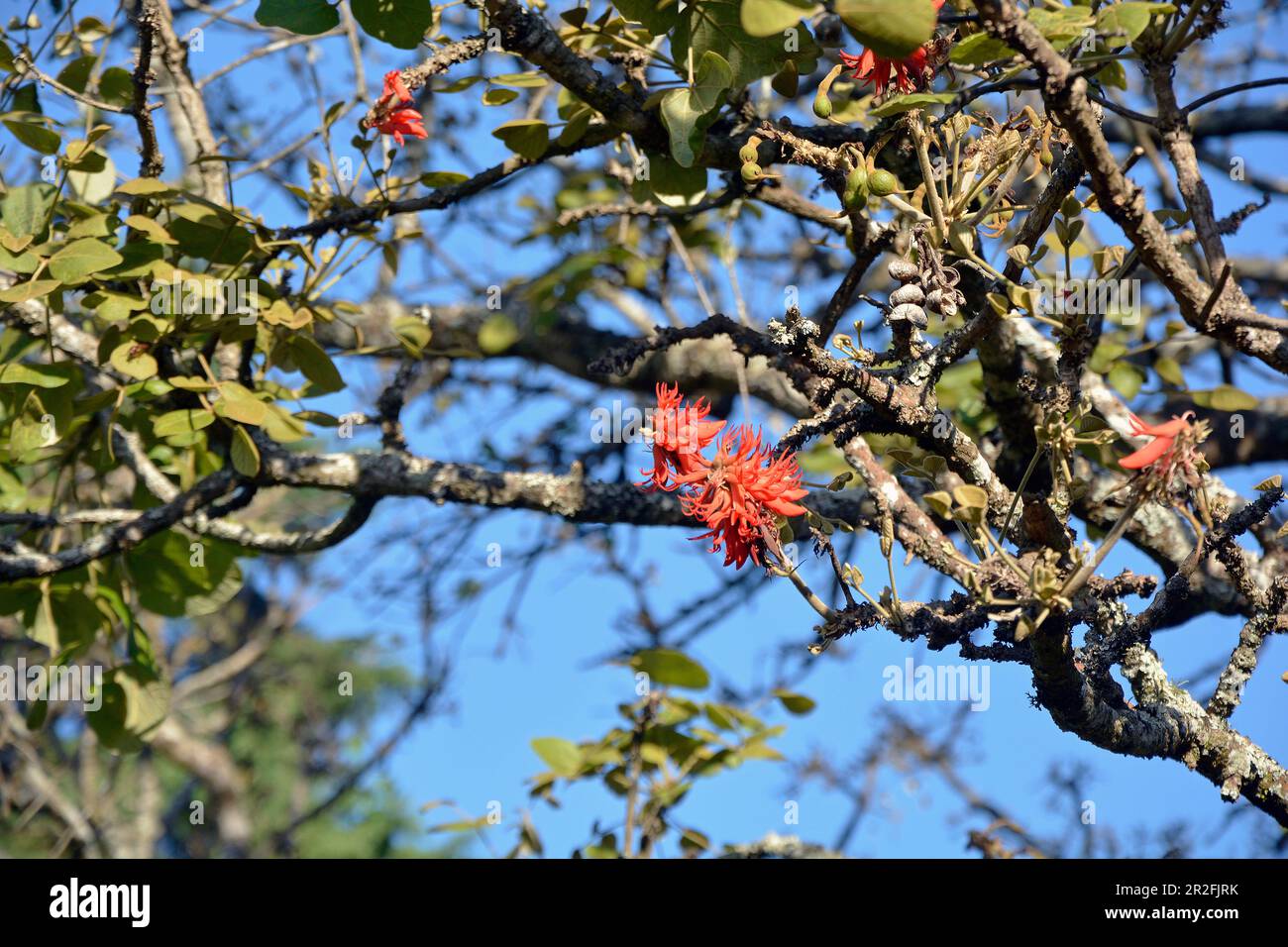 bright red flowers of an Abyssinian coral tree; Luwawa Forest; North ...