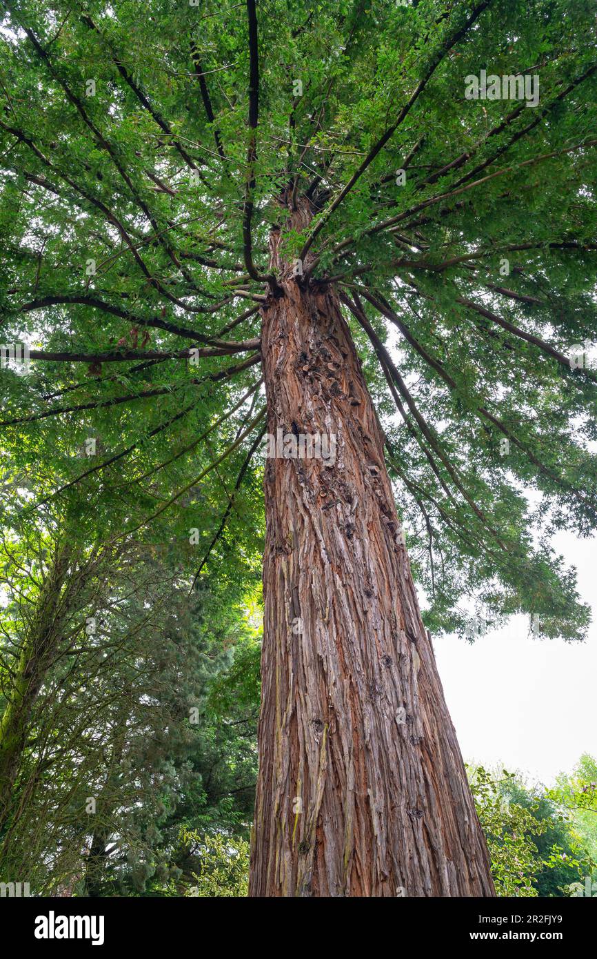Low angle view of a mammoth tree (Sequoia sempervirens) with radial ...