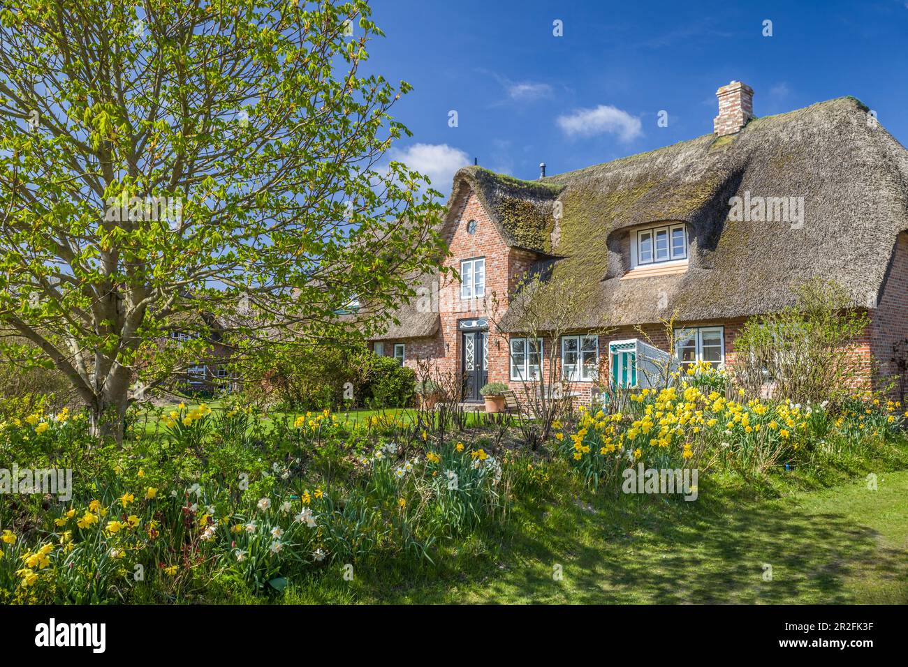 Historic thatched roof house in morsum hi-res stock photography and ...