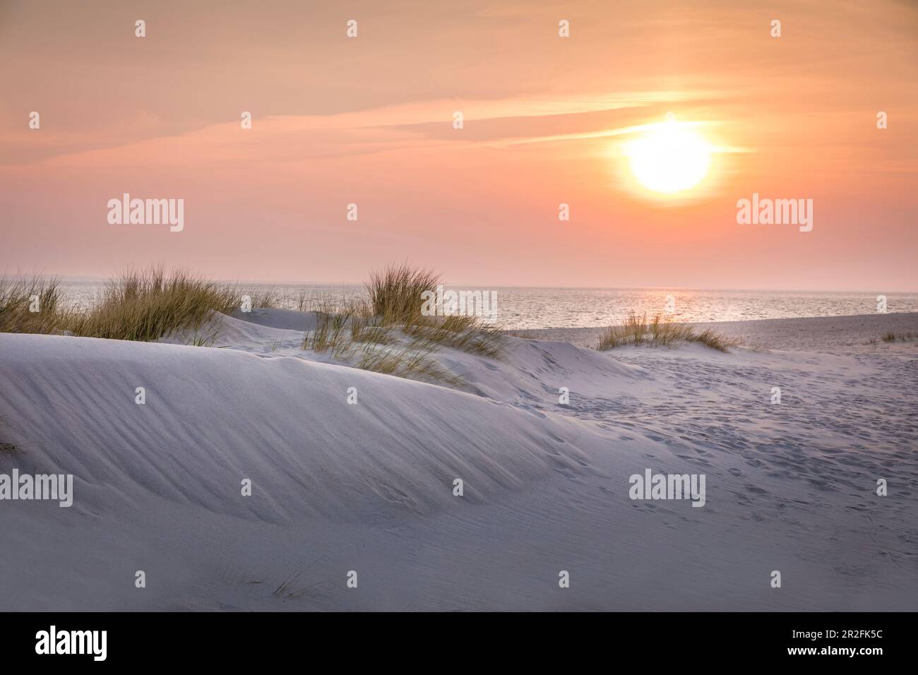 Sunrise in the dunes of the Ellenbogen nature reserve, Sylt, Schleswig ...
