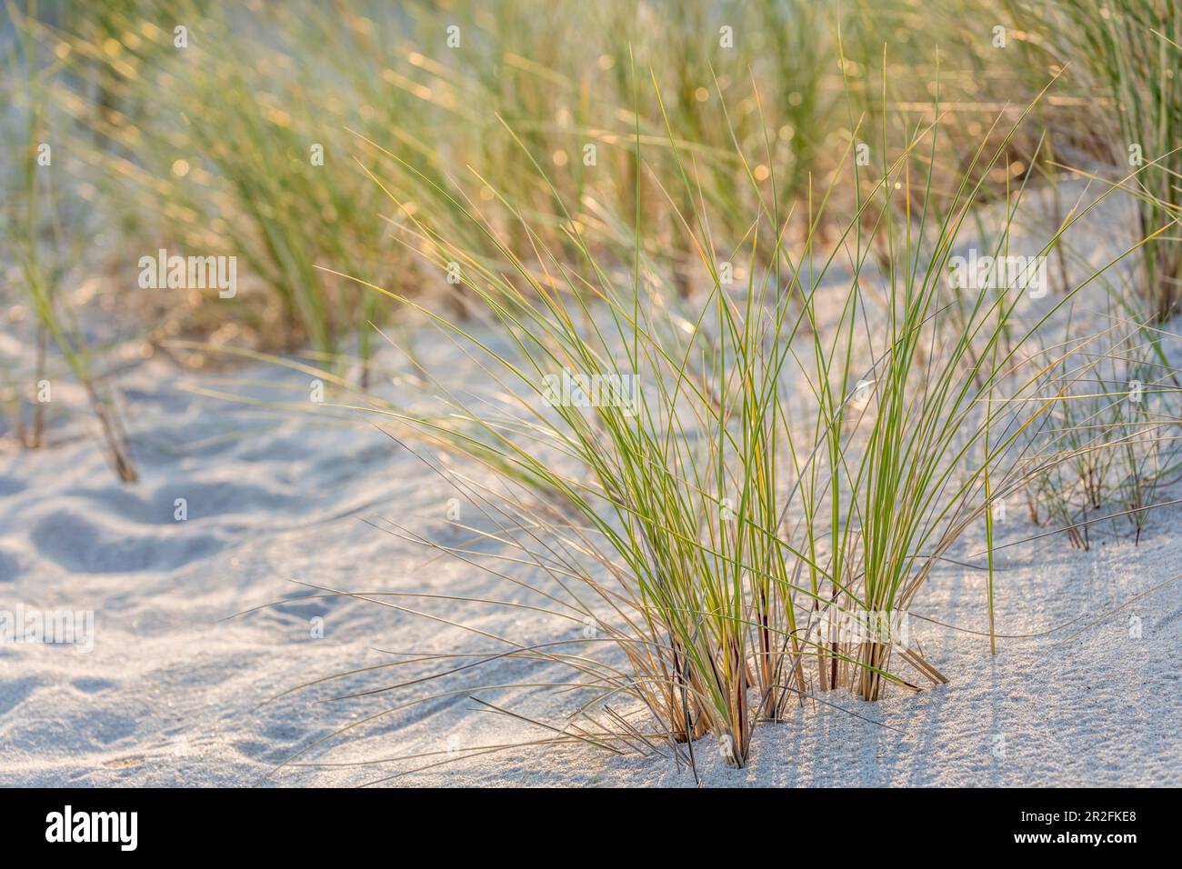Beach grass on the Ellenbogen Peninsula, Sylt, Schleswig-Holstein ...