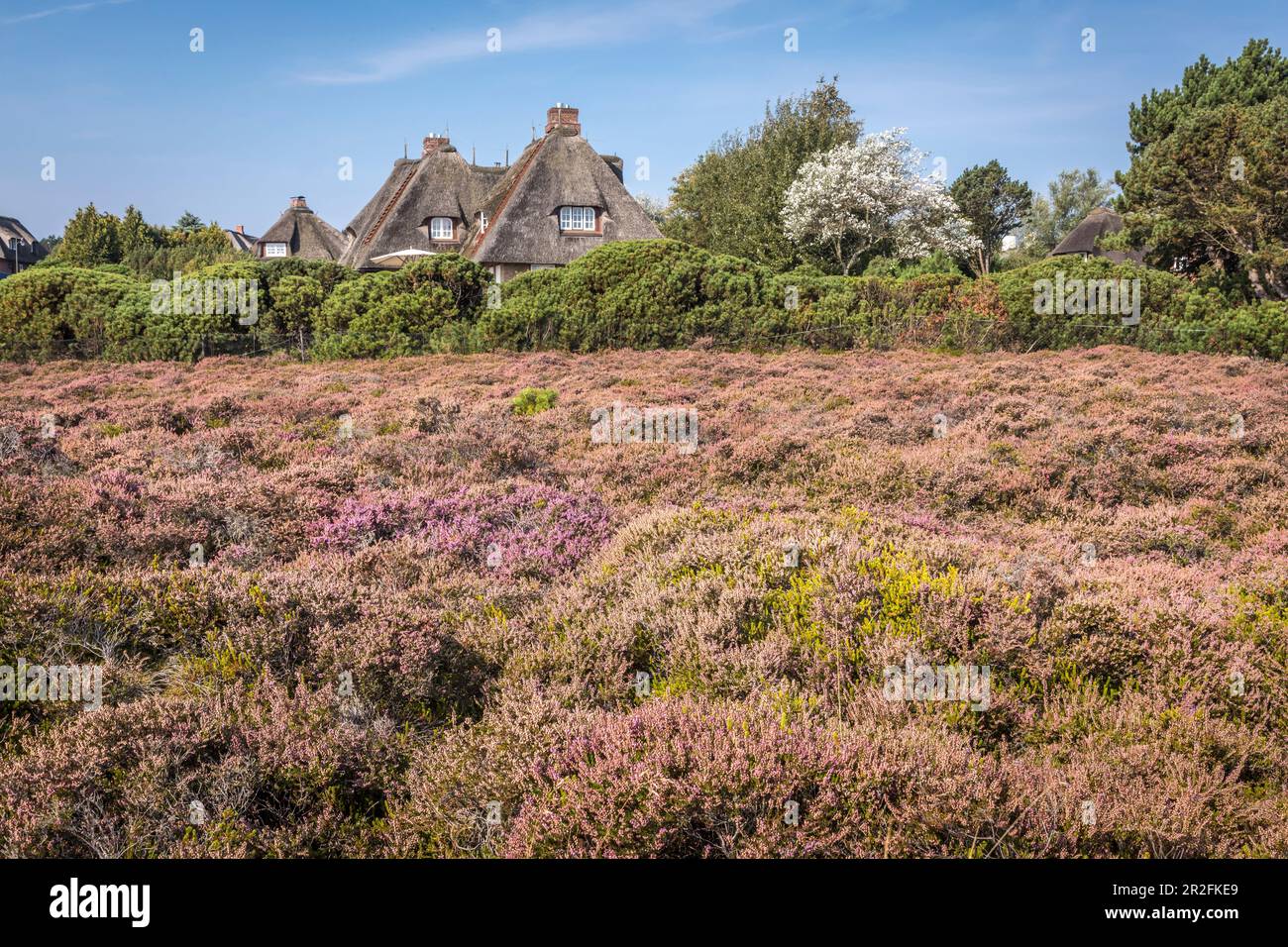 Thatched roof villa in the blooming Braderuper Heide, Sylt, Schleswig ...