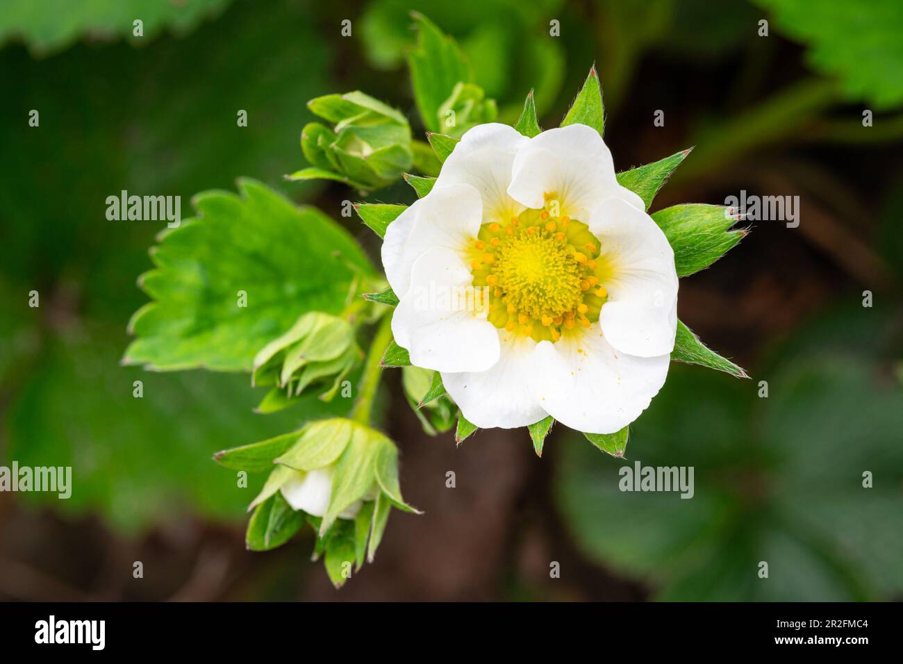 Detailed capture of a flower of a strawberry (Fragaria Stock Photo - Alamy