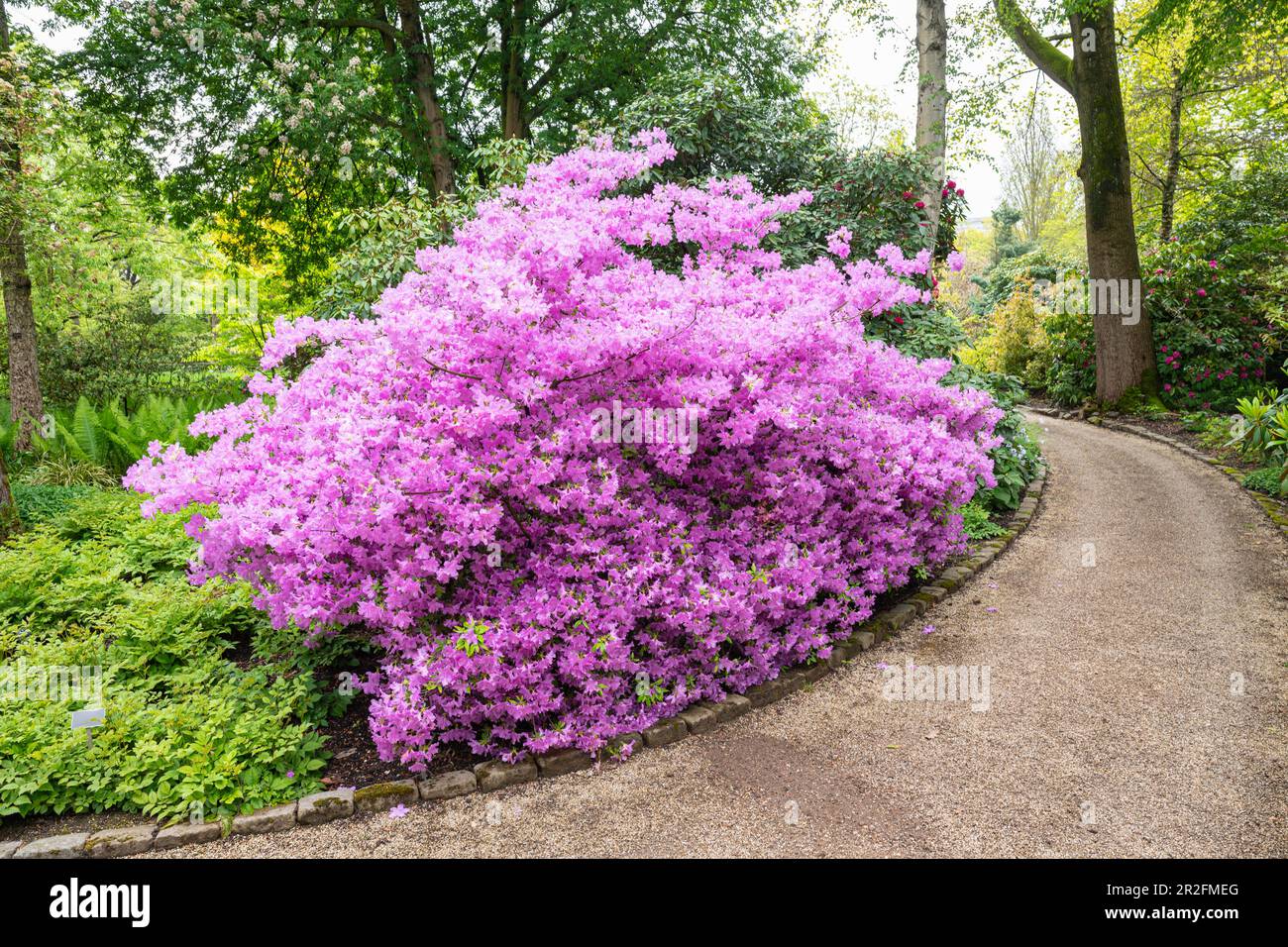 Pink flowering Rhododendron along a walking path in botanical garden ...