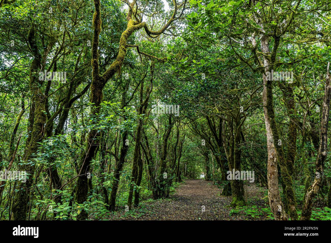 Hiking trail "Bosque Encantado" with moss-covered trees in the cloud ...