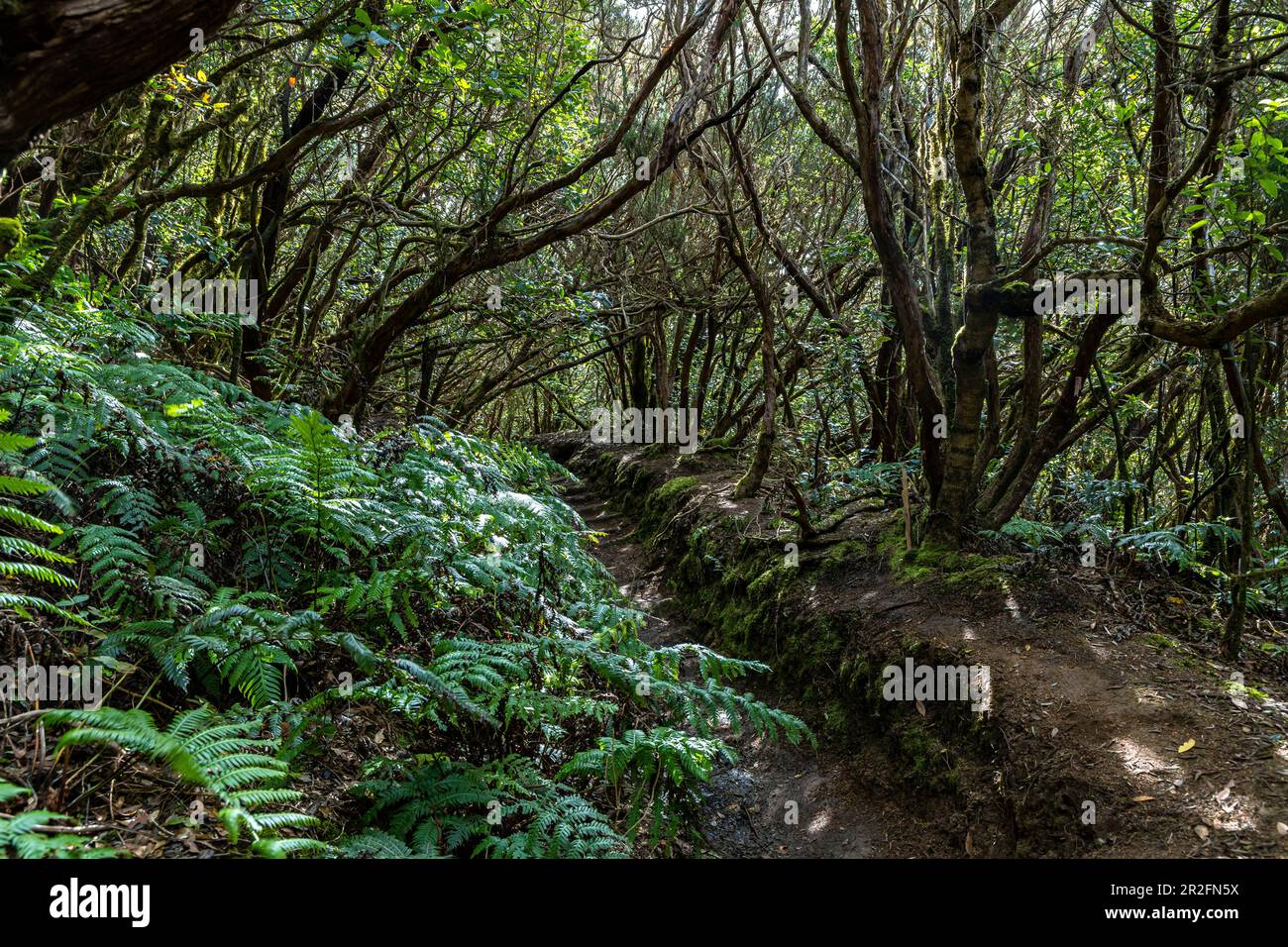 Hiking trail "Bosque Encantado" with moss-covered trees in the cloud ...