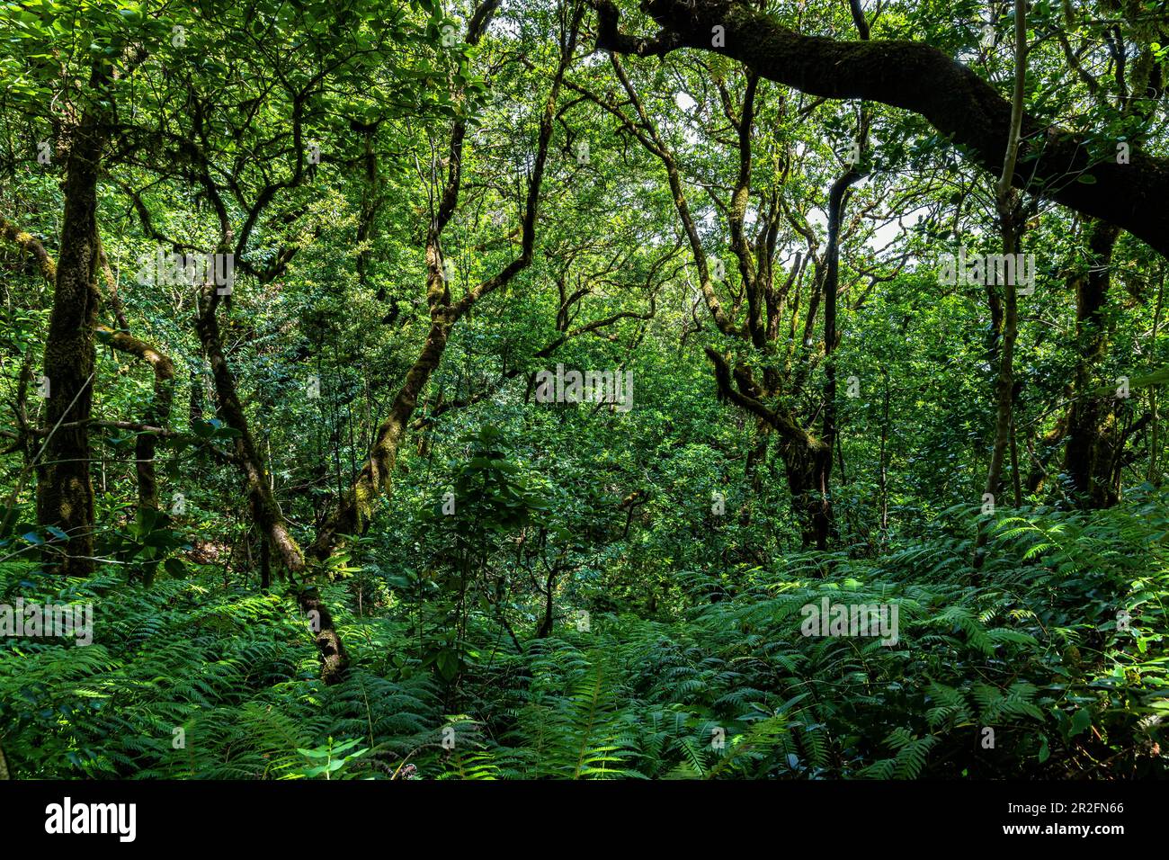 Hiking trail "Bosque Encantado" with moss-covered trees and ferns in ...