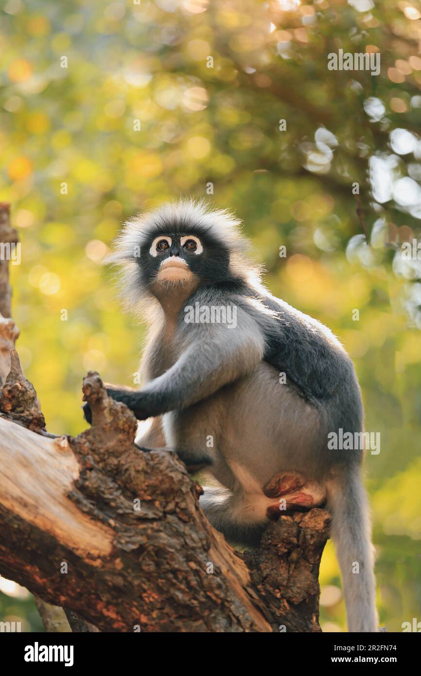 Spectacled leaf monkey also called dusky langur looking forward Stock ...