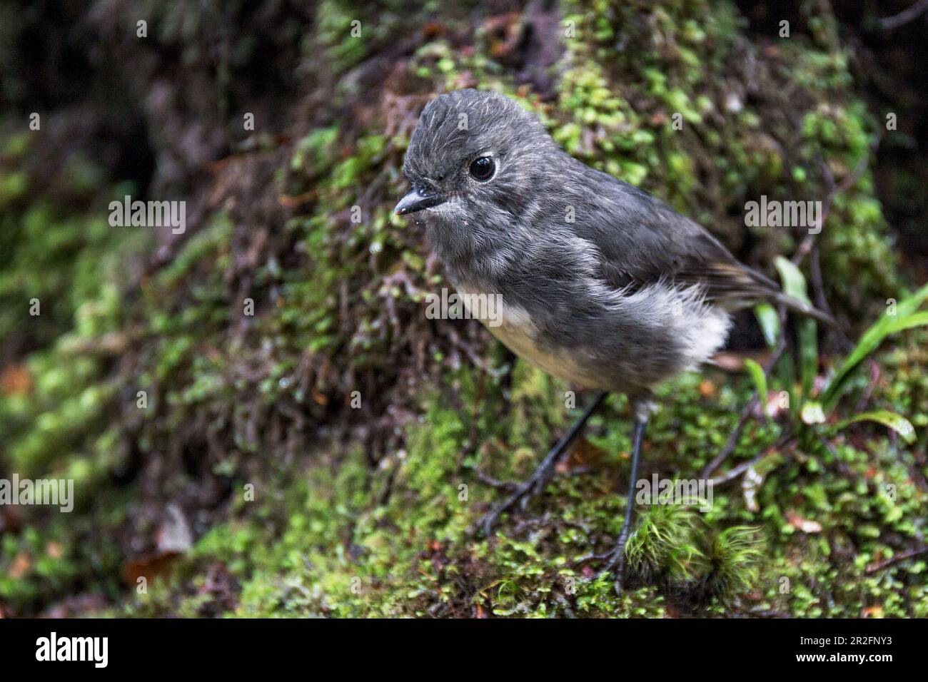 The New Zealand Robin, for example, lives at Lewis Pass on the West ...