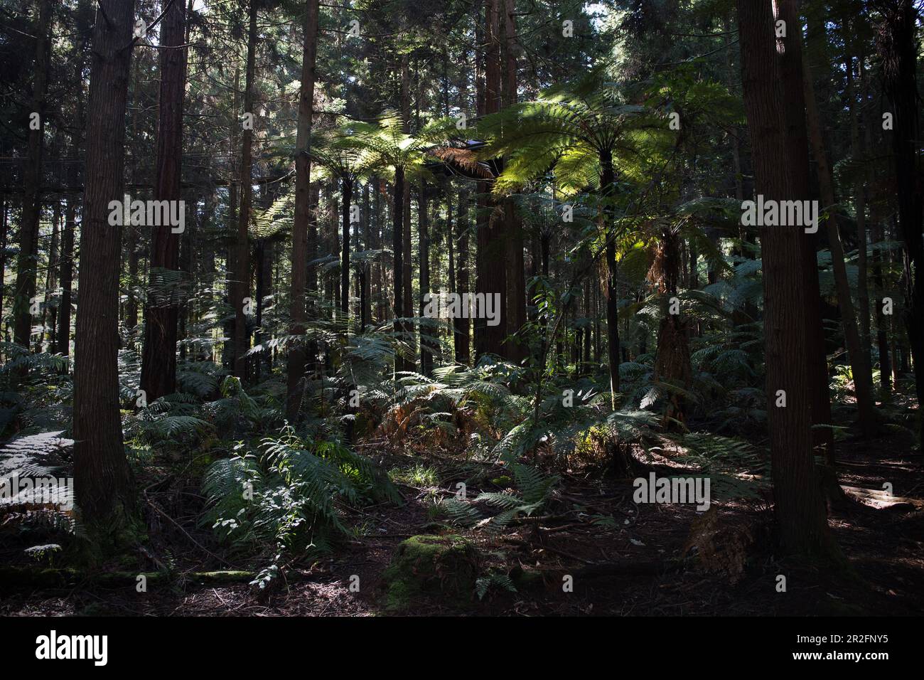 Redwood Forest in Rotorua in the Bay of Plenty, New Zealand Stock Photo ...