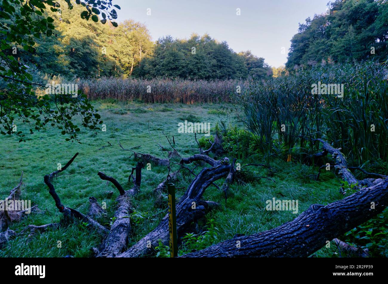 Duestere ponds, nature reserve near Eiche, Potsdam, State of ...