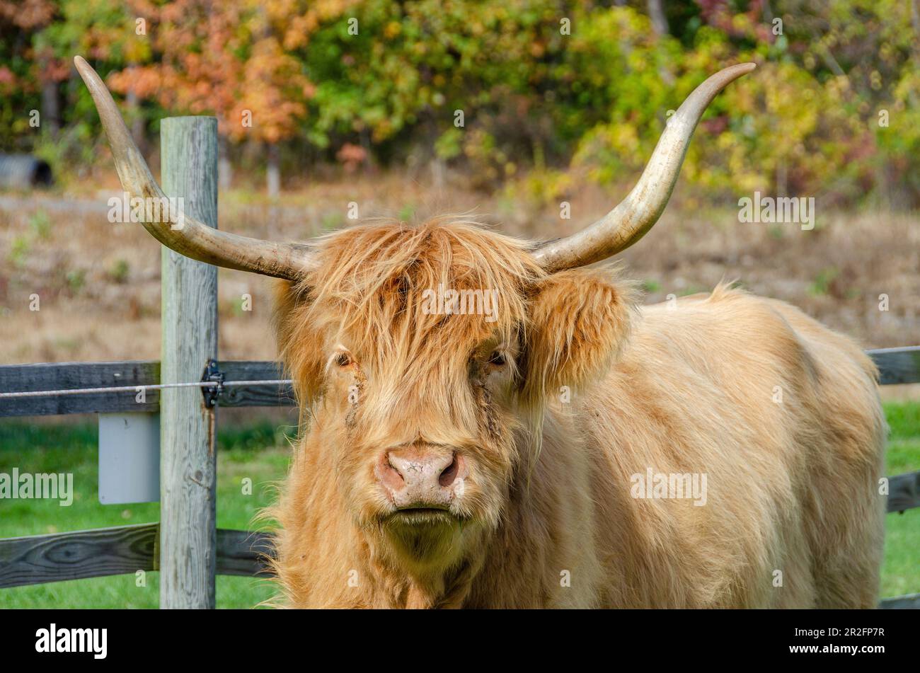 Scottish Highland Cow Stock Photo - Alamy