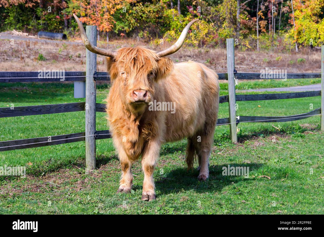 Scottish Highland Cow Stock Photo - Alamy